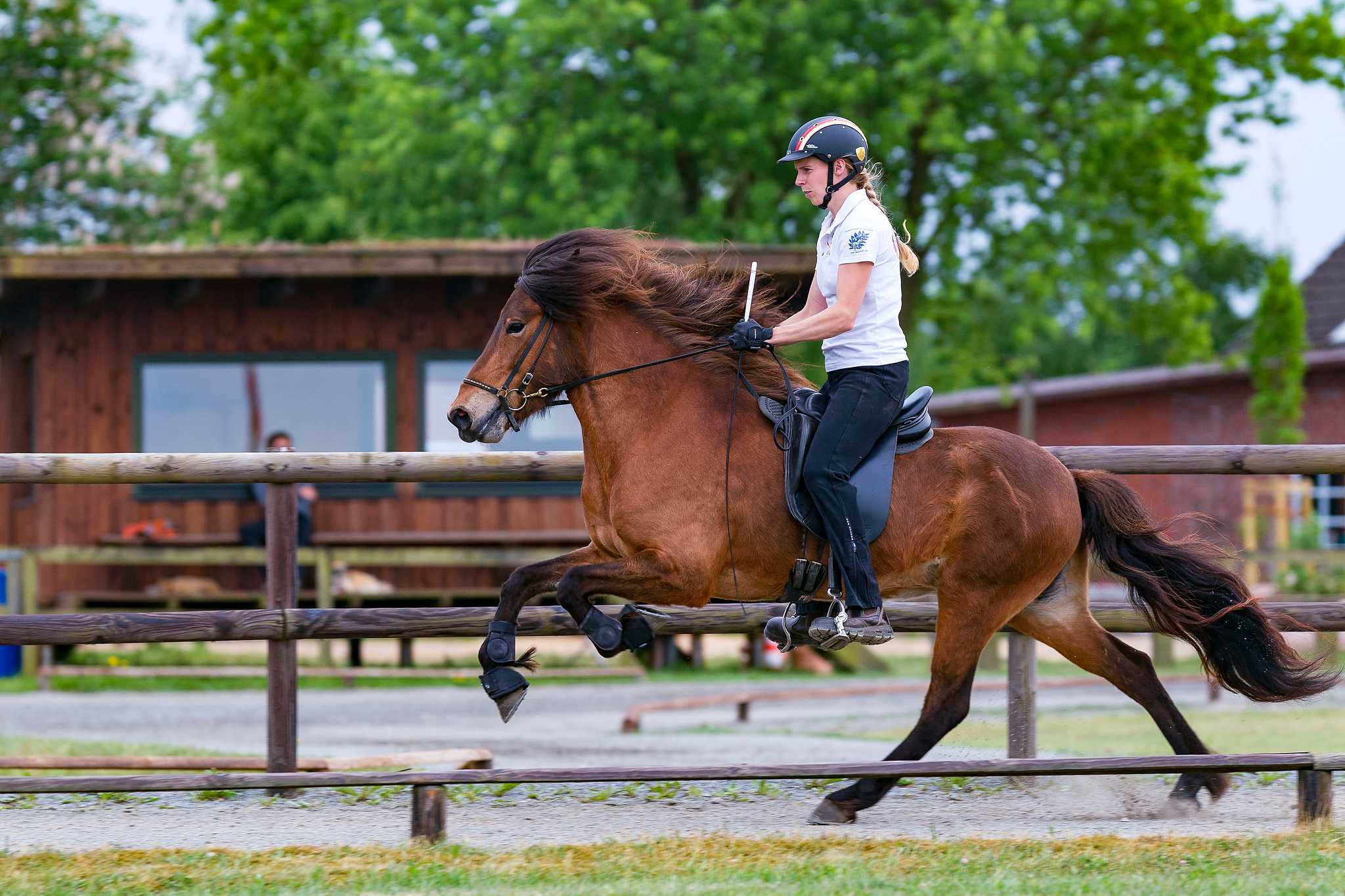 Kolbrá vom Kronshof – Islandpferdegestüt Kronshof