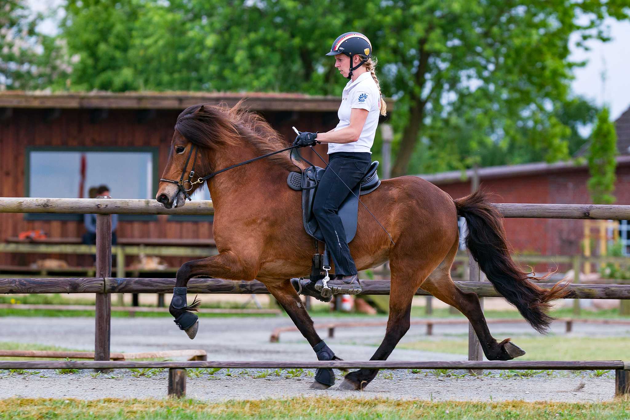 Kolbrá vom Kronshof – Islandpferdegestüt Kronshof
