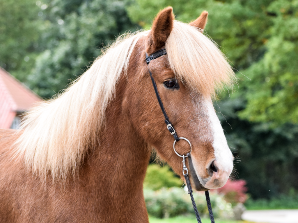 Blesi – Islandpferdegestüt Kronshof