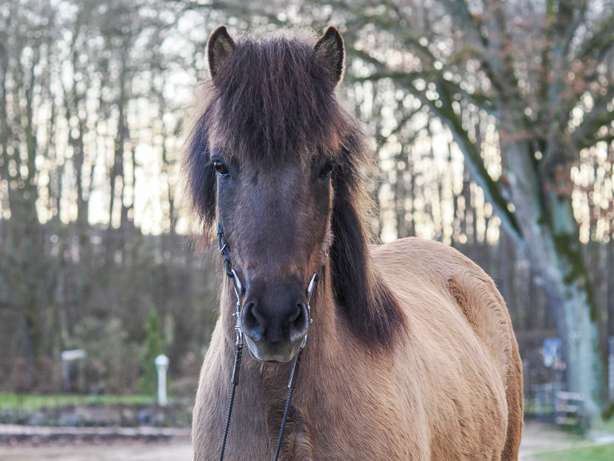 Mýsla – Islandpferdegestüt Kronshof