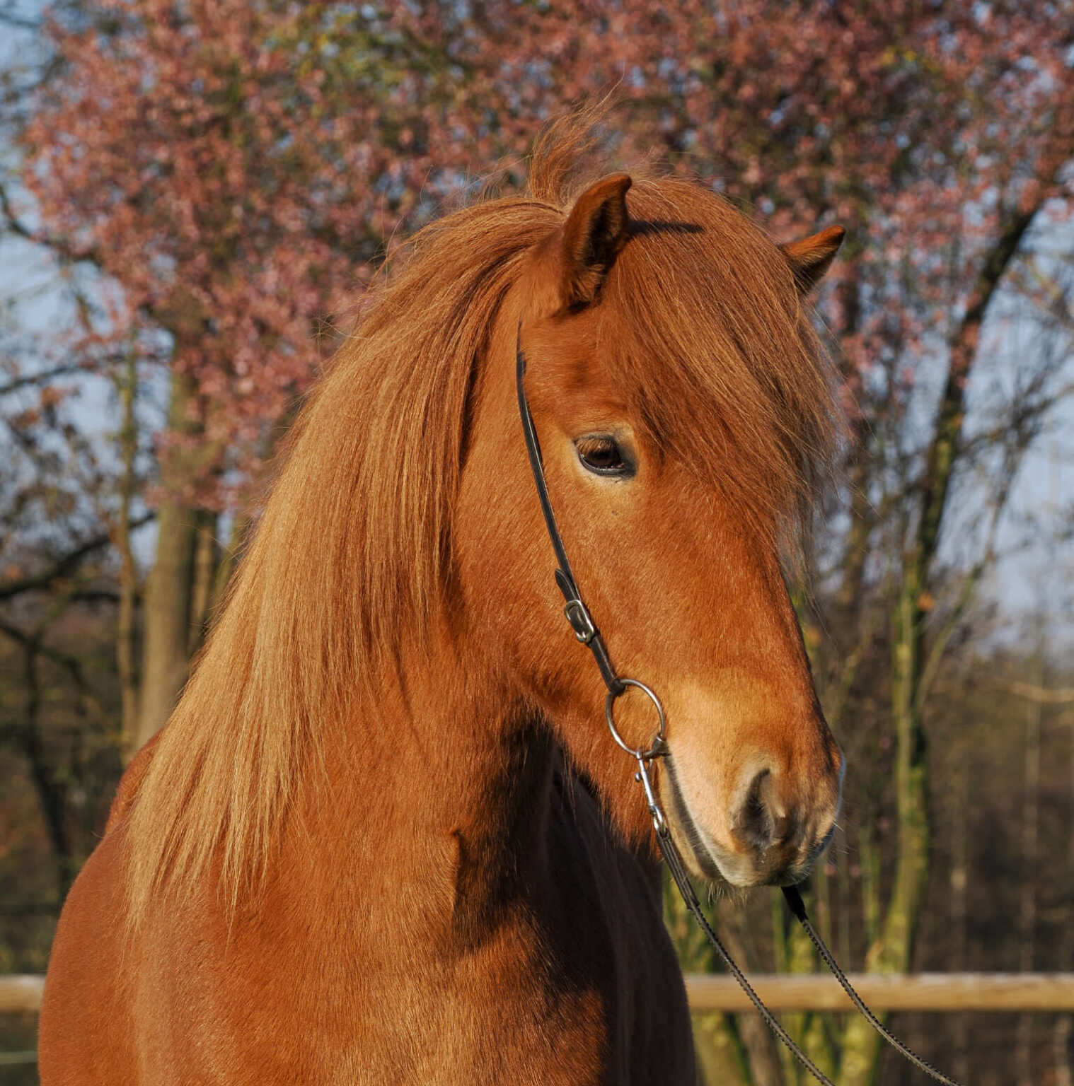 Islandpferdegestüt Kronshof – Urlaub · Pferde · Reiten · Zucht
